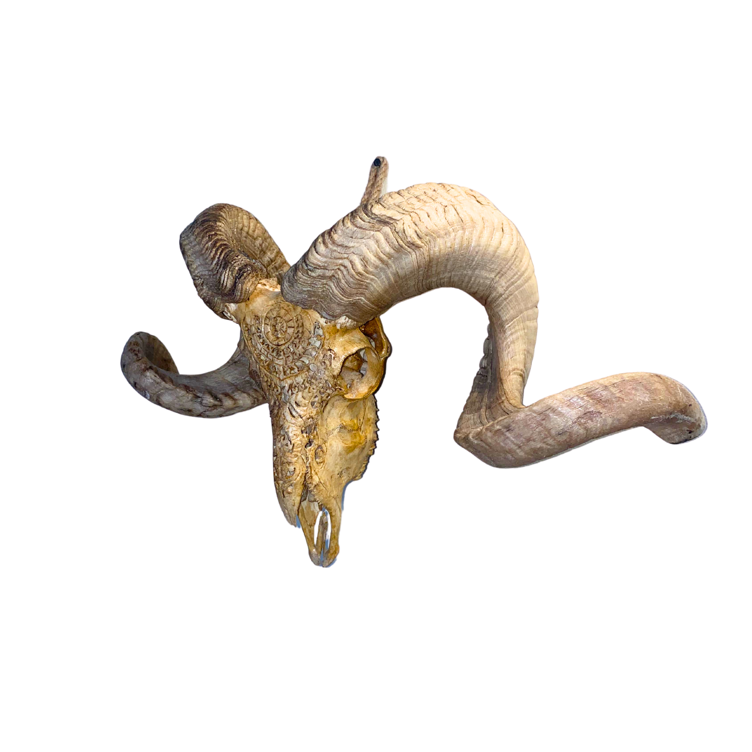 Carved Merino Ram Skull